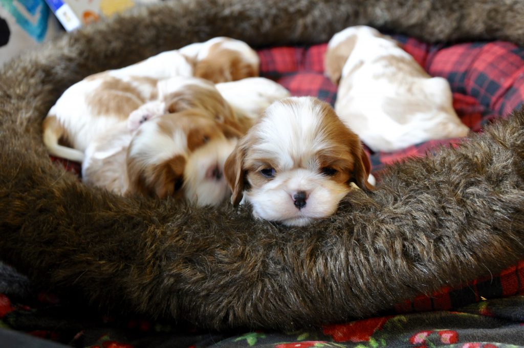 Getting a Puppy! 2 Months Later - Meghan McSharry